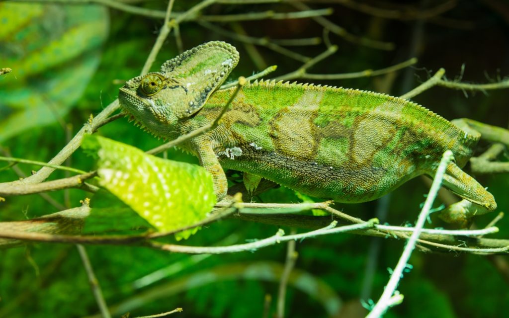 Chamäleon - JUNIOR Schweiz