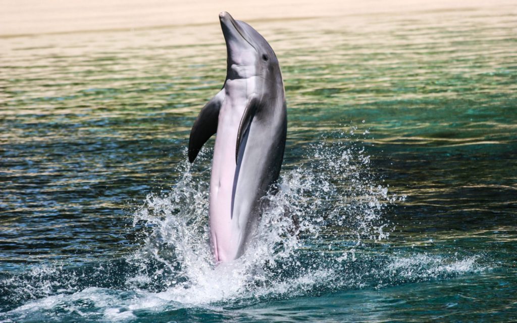 Delfin (Großer Tümmler) - JUNIOR Schweiz