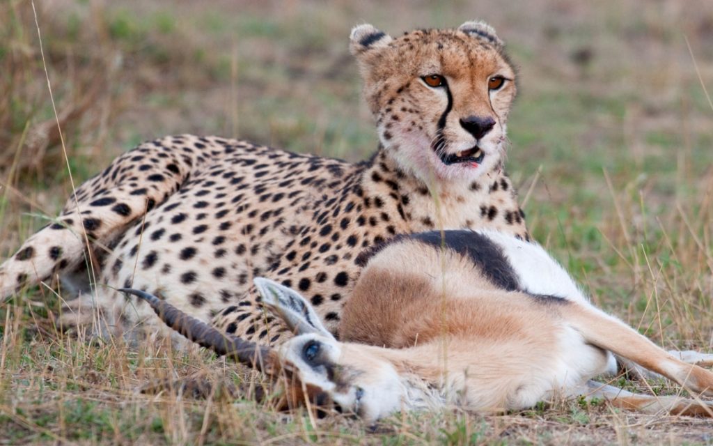 Gepard - JUNIOR Schweiz