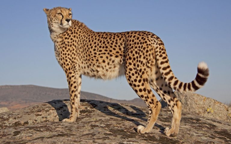 Guépard - JUNIOR Schweiz