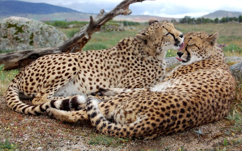 Gepard - JUNIOR Schweiz