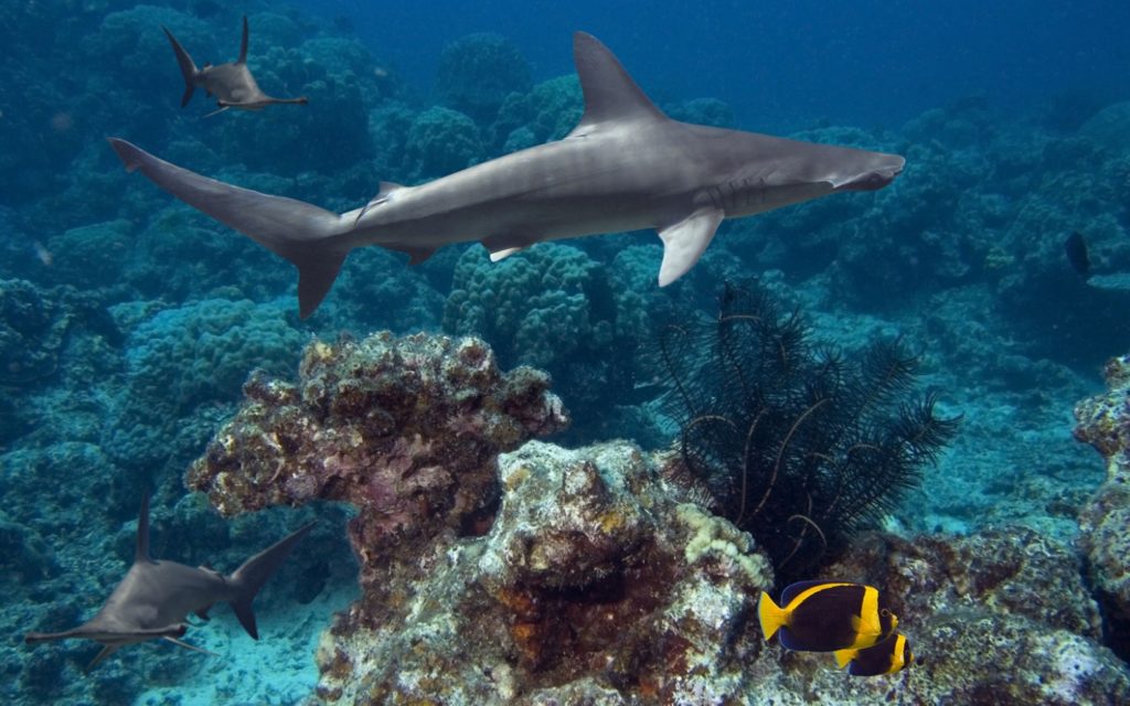Hammerhai (Großer) - JUNIOR Schweiz