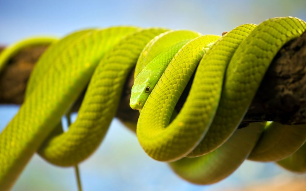 Mamba - JUNIOR Schweiz