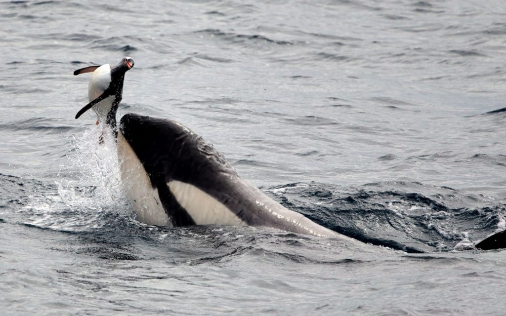 Orca (Großer Schwertwal) - JUNIOR Schweiz