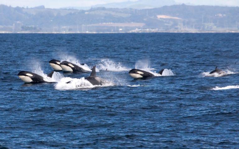Orca (Großer Schwertwal) - JUNIOR Schweiz