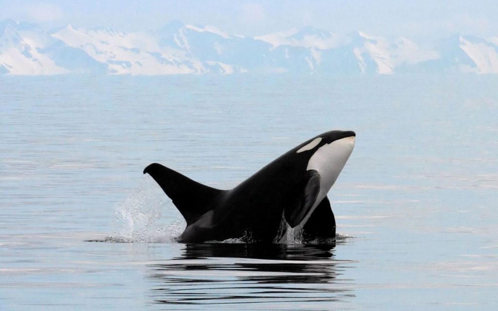 Orca (Großer Schwertwal) - JUNIOR Schweiz