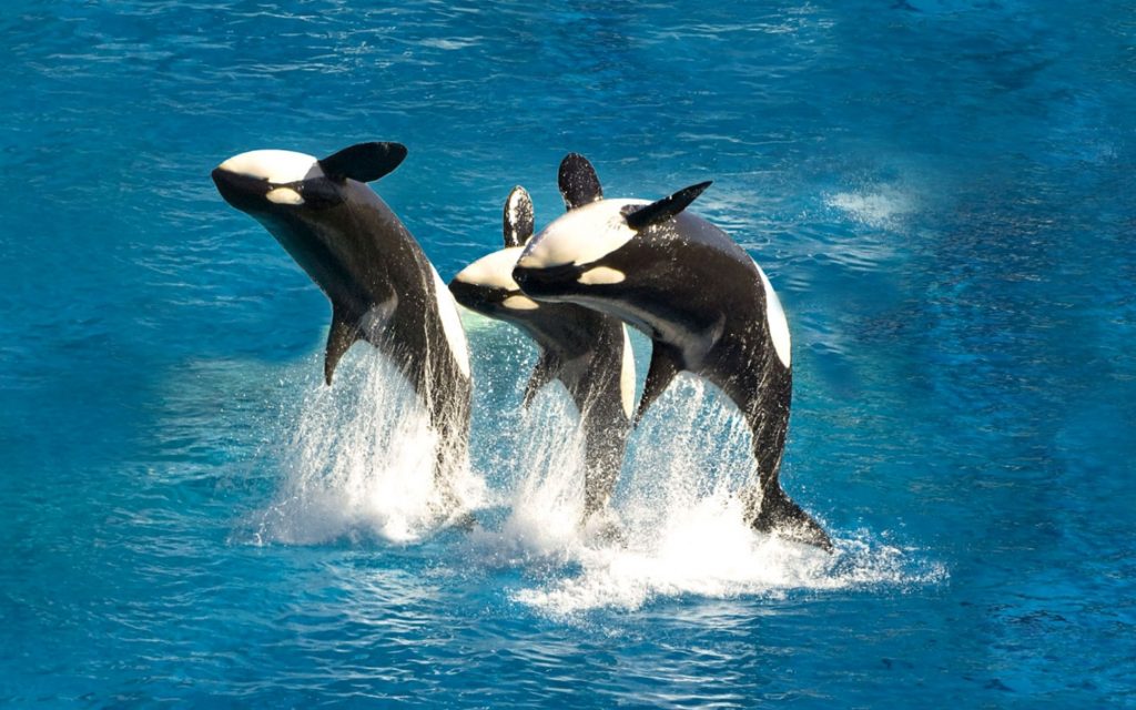 Orca (Großer Schwertwal) - JUNIOR Schweiz