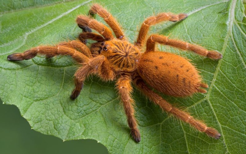 Vogelspinne - JUNIOR Schweiz