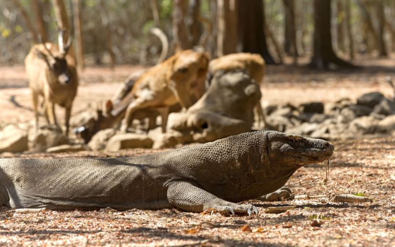Waran (Komodo) - JUNIOR Schweiz