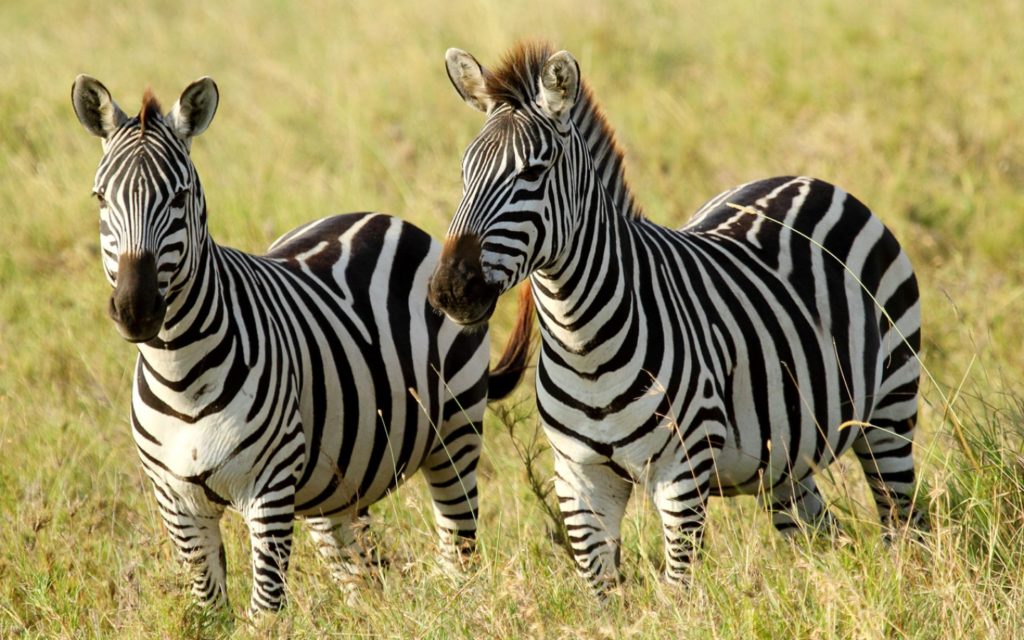 Zebra - JUNIOR Schweiz