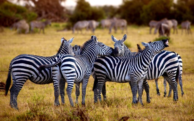 Zebra - JUNIOR Schweiz