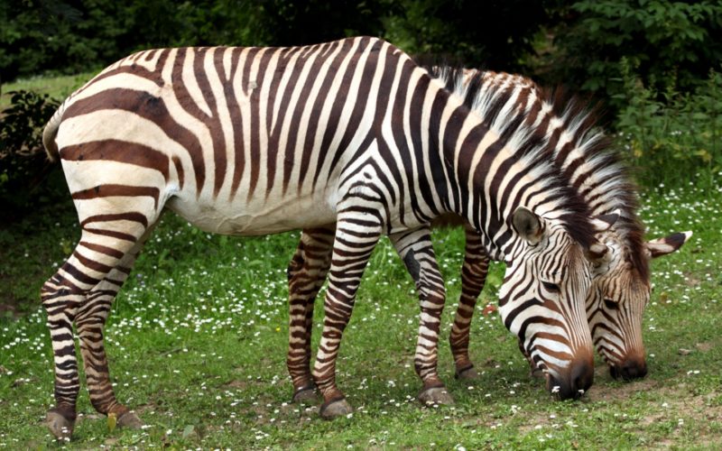 Zebra - JUNIOR Schweiz