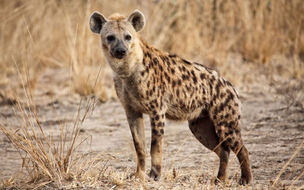 Hyäne - JUNIOR Schweiz