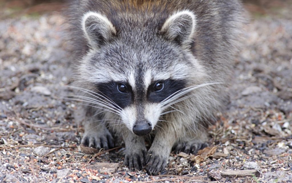 Waschbär - JUNIOR Schweiz