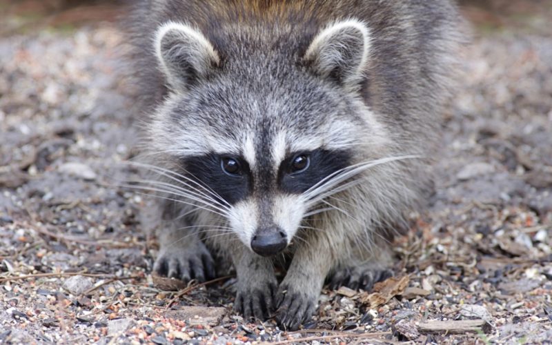 Waschbär - JUNIOR Schweiz