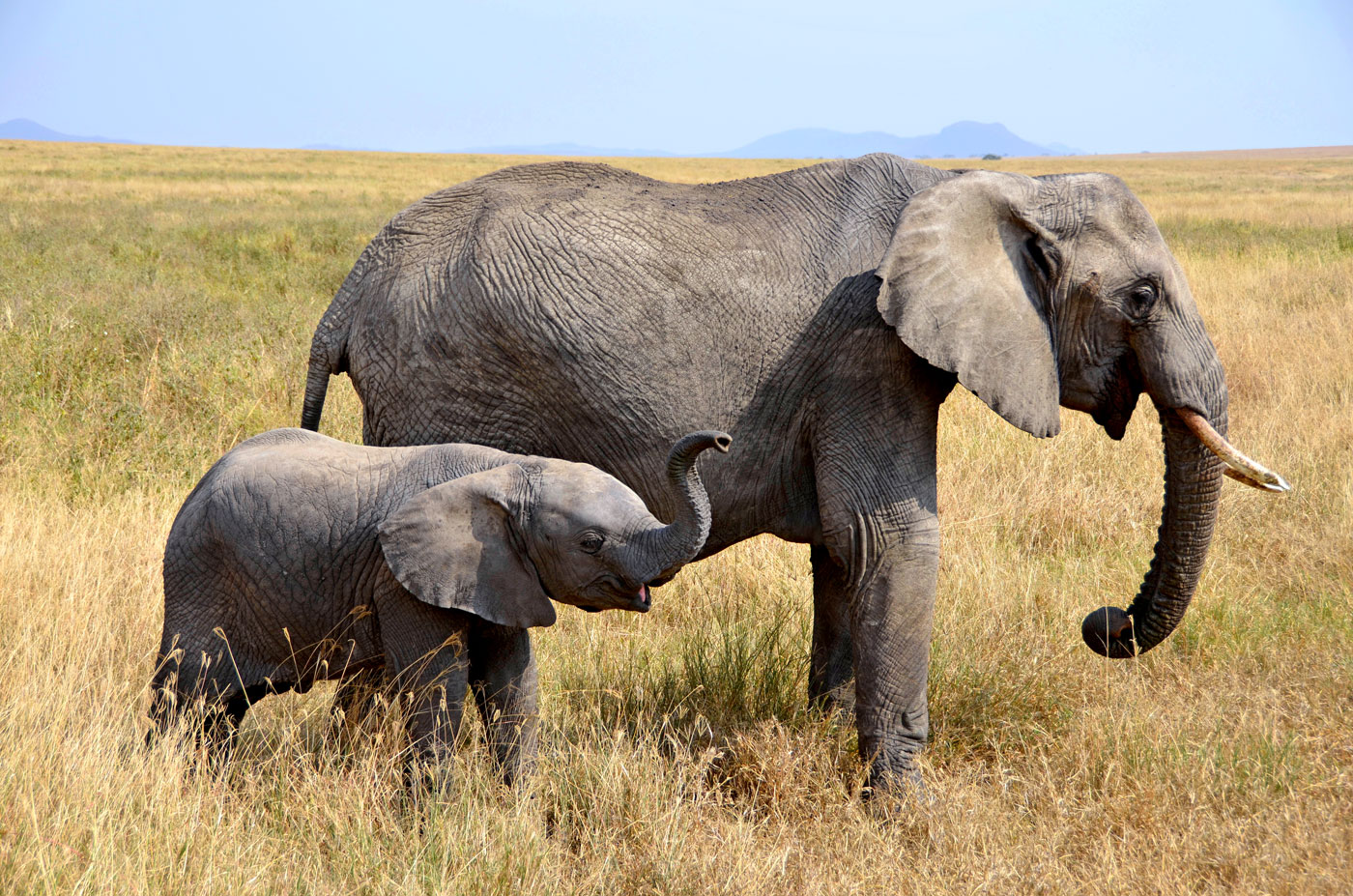 Éléphant - JUNIOR Schweiz