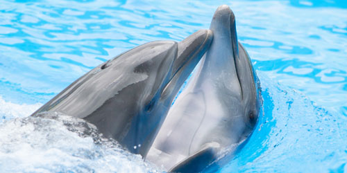 Delfin (Großer Tümmler) - JUNIOR Schweiz