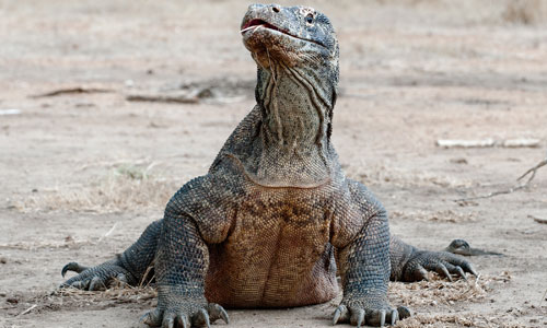 Waran (Komodo) - JUNIOR Schweiz