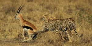 Gepard - JUNIOR Schweiz