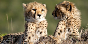 Gepard - JUNIOR Schweiz