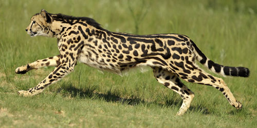 Gepard - JUNIOR Schweiz