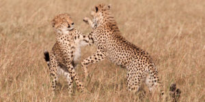 Gepard - JUNIOR Schweiz