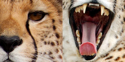 Gepard - JUNIOR Schweiz