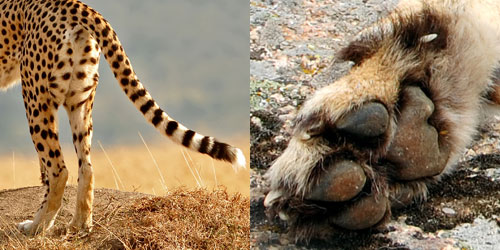 Gepard - JUNIOR Schweiz