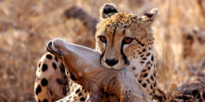 Gepard - JUNIOR Schweiz