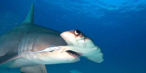 Hammerhai (Großer) - JUNIOR Schweiz