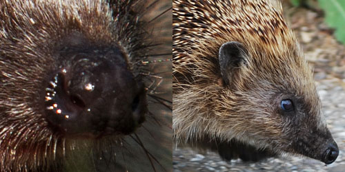 Igel - JUNIOR Schweiz