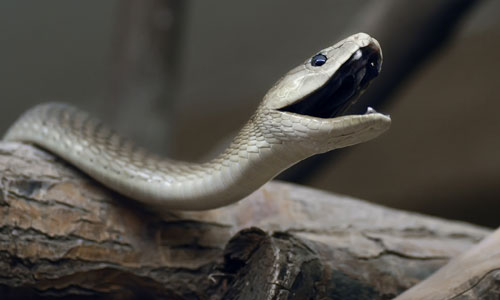 Mamba - JUNIOR Schweiz