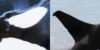 Orca (Großer Schwertwal) - JUNIOR Schweiz