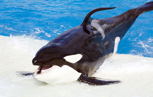 Orca (Großer Schwertwal) - JUNIOR Schweiz