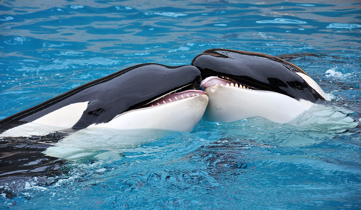 Orca (Großer Schwertwal) - JUNIOR Schweiz