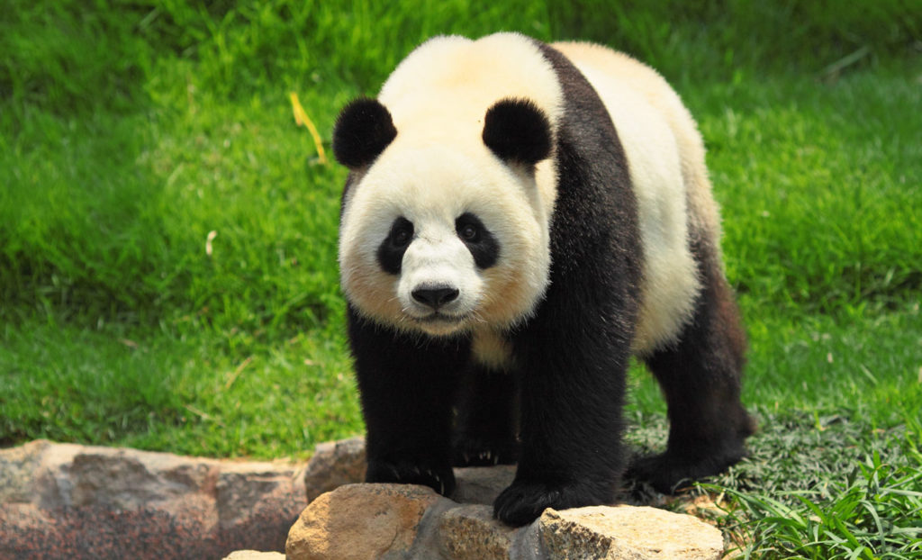 Pandabär - JUNIOR Schweiz