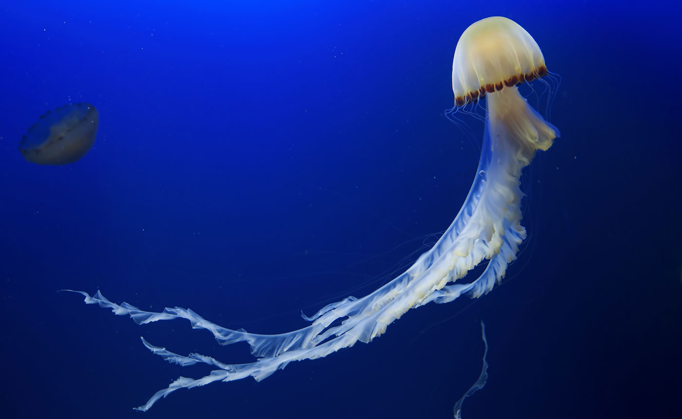 Qualle - JUNIOR Schweiz