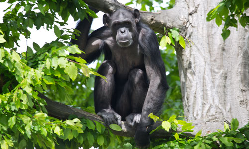 Schimpanse - JUNIOR Schweiz