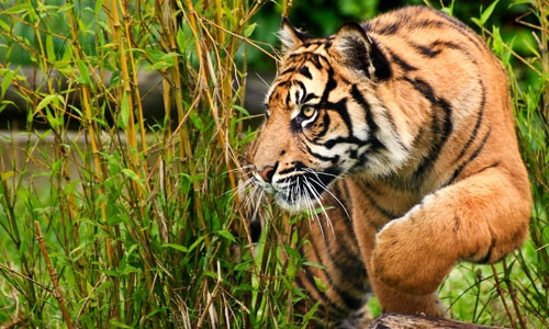 Tiger - JUNIOR Schweiz