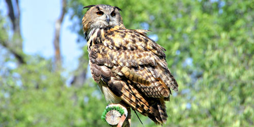 Uhu - JUNIOR Schweiz