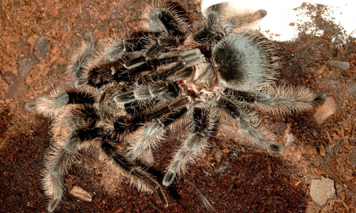 Vogelspinne - JUNIOR Schweiz