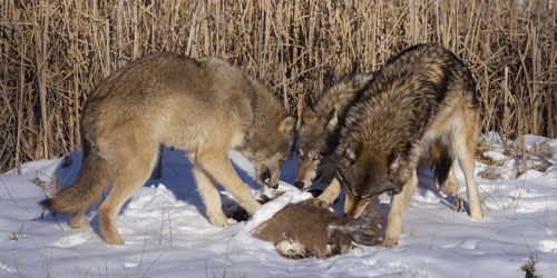 Wolf - JUNIOR Schweiz