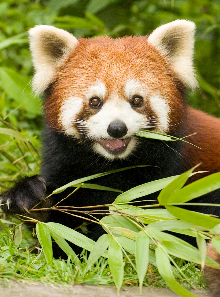 Pandabär - JUNIOR Schweiz