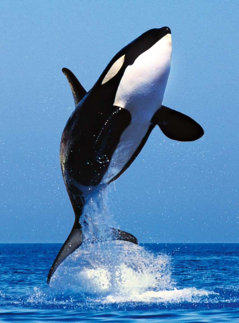 Orca (Großer Schwertwal) - JUNIOR Schweiz