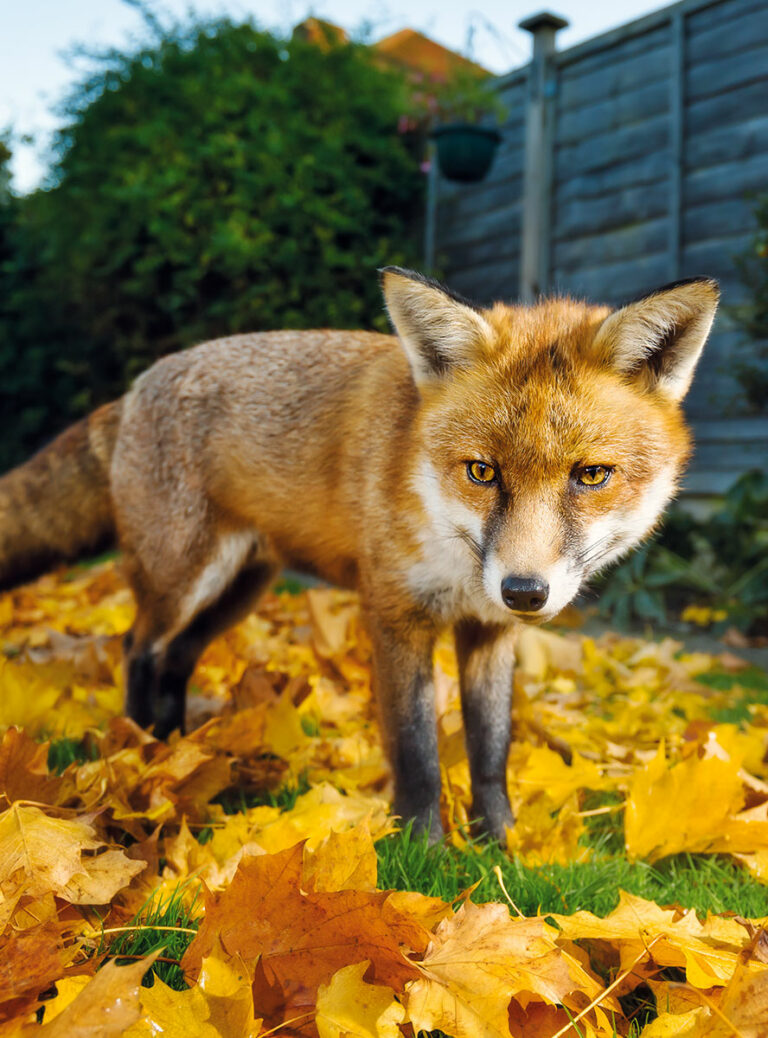 Gepard - JUNIOR Schweiz